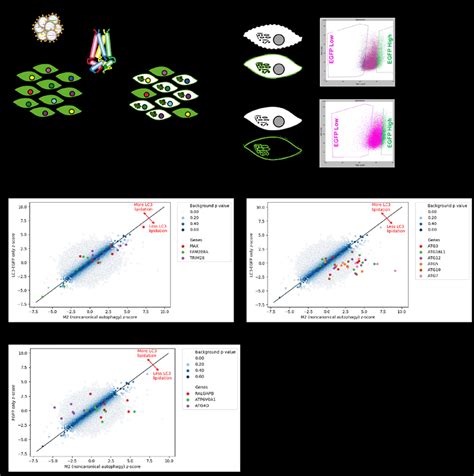 Substractive Crispr Screen Identifies Factors Involved In Non Canonical
