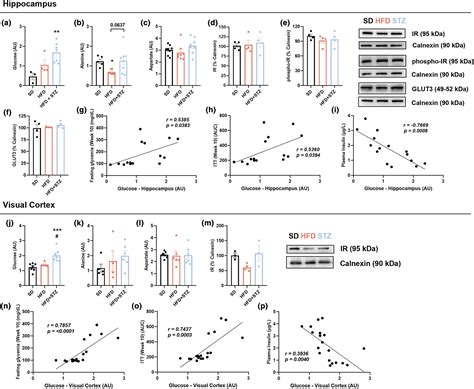 Functional Imaging And Neurochemistry Identify In Vivo Neuroprotection