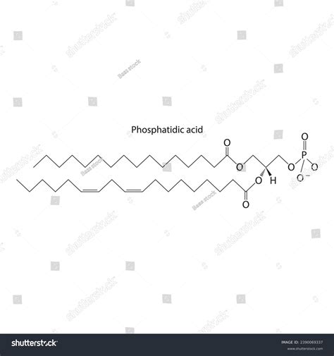 Diagram Showing Schematic Molecular Structure Phosphatidic Stock Vector