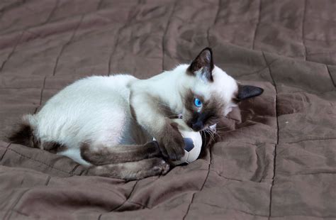 Smallest House Cat In The World