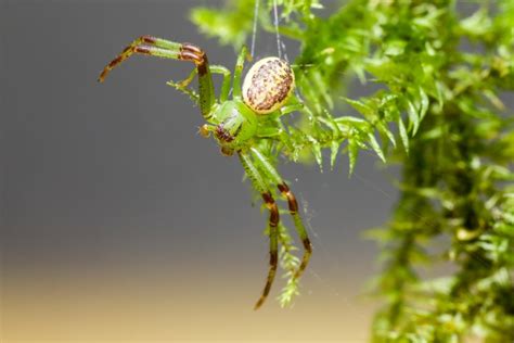 VT Spiders Waltham Pest Services