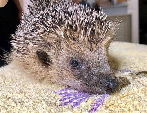 Gussie Christina Meissner