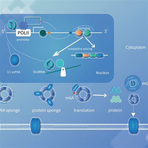 Potential Function Mechanisms Of CircRNAs CircRNA Can Play As MiRNA