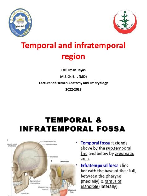 14 Temporal And Infratemporal Region Pdf Science And Mathematics