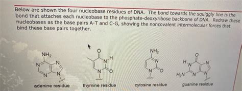 Solved Below Are Shown The Four Nucleobase Residues Of Dna