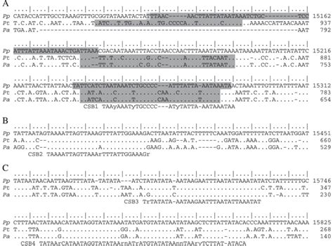 Conserved Sequence Blocks Csbs From The A T Rich Regions Of Download Scientific Diagram
