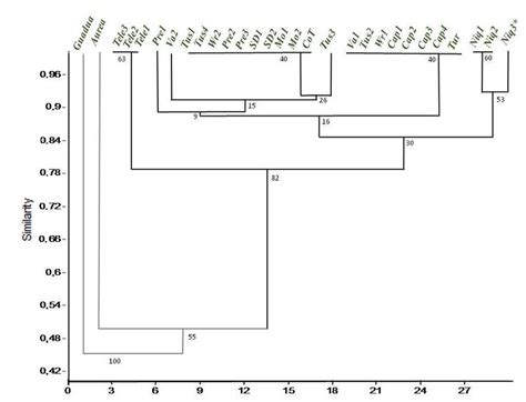 similarity dendrogram based the upgma algorithm sokal and michener