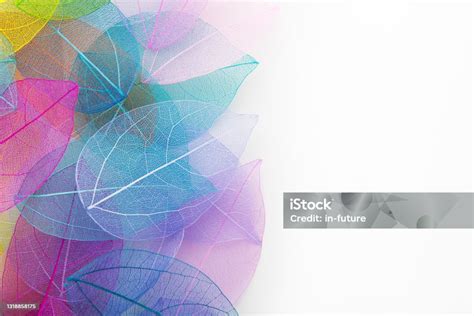 흰색 배경에 고립 된 다채로운 잎 정맥 0명에 대한 스톡 사진 및 기타 이미지 0명 개념 개체 그룹 Istock