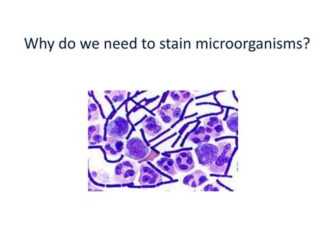 PPT Lab 3 Visualizing And Identifying Microorganisms Gram And Acid Fast Staining PowerPoint