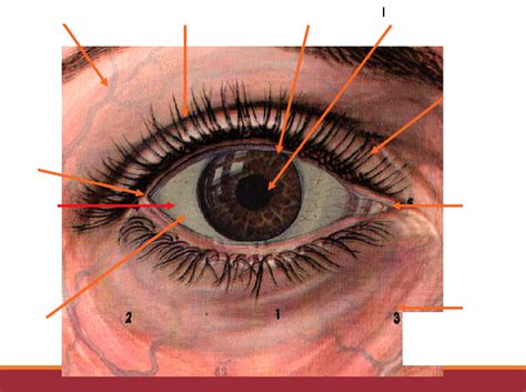 Identify External Eye Anatomy Diagram Quizlet