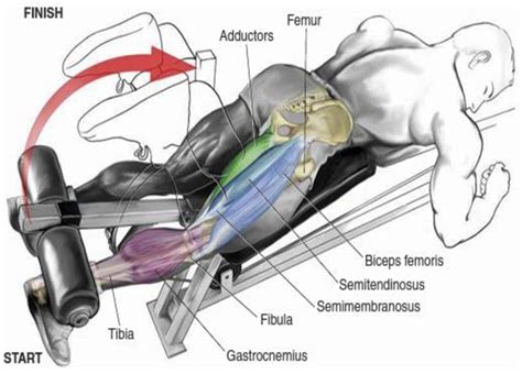 Figure 1 From Eccentric And Concentric Motion Of Hamstring During The Leg Curl Semantic Scholar Figure 1 From Eccentric And Concentric Motion Of Hamstring During The Leg Curl Semantic Scholar