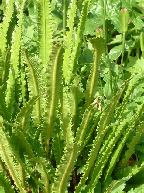 Asplenium Angustatum The Beth Chatto Gardens