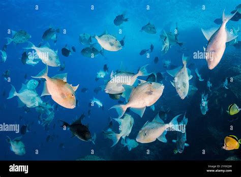 Barberfish Johnrandallia Nigrostris Finescale Triggerfish Balistes