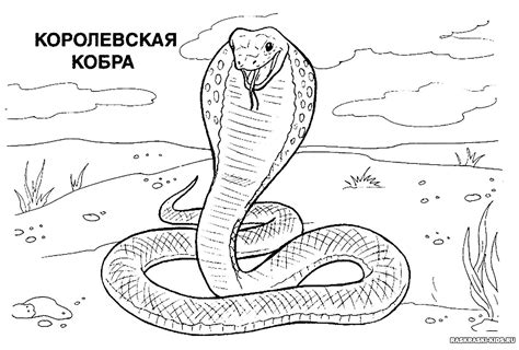 Раскраска Животные Красной книги – Распечатать бесплатно для детей