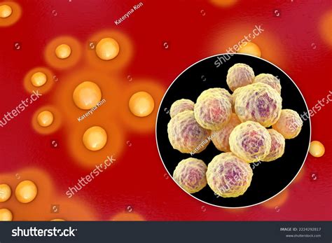 Bacteria Staphylococcus Aureus Colonies On Sheep Stock Illustration
