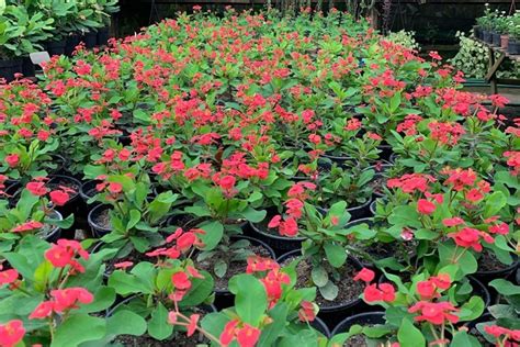Planta Coroa De Cristo Como Cuidar E O Que Pode Causar Dicas De Plantas