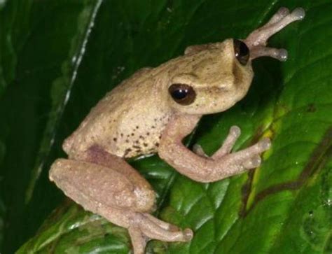 Controversial Costa Rica Easter Traditions The Costa Rican Times