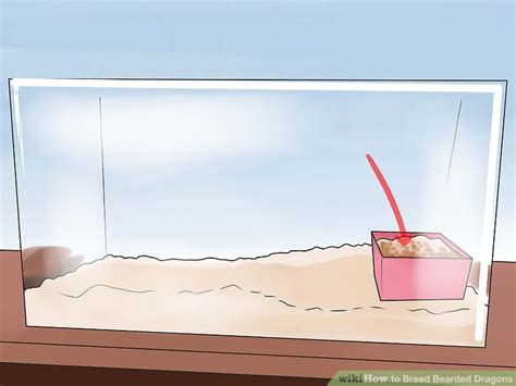 How To Breed Bearded Dragons With Pictures Wikihow