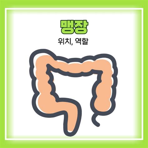 남자 여자 맹장 위치 역할 정리 네이버 블로그