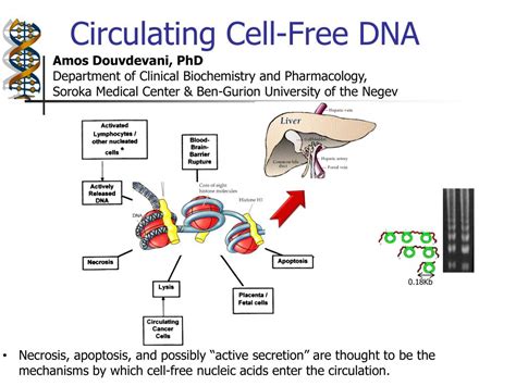 Ppt Circulating Cell Free Dna Powerpoint Presentation Free Download