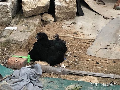 一只小鸡一只母鸡 知乎