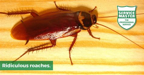 Cockroach Control Services Cockroach Service Using Gel Service