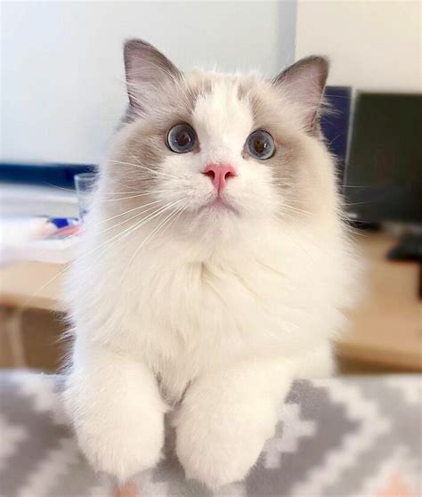 Cutest Cat Breed