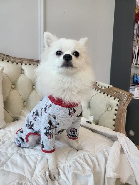 대구강아지가정분양 노르웨이숲분양 천안강아지분양 이탈리안그레이하운드분양 댕댕이 털잘안빠지는강아지 포메라니안가격 보더콜리분양가 만두 강아지무료분양 고양이무료분양 도그마루