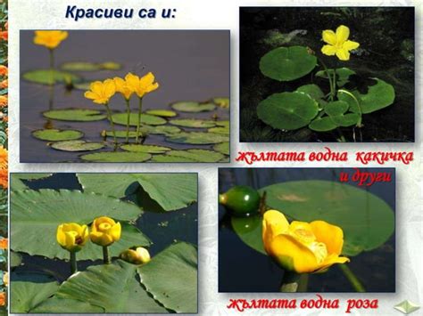 Растенията и тяхната среда на живот ЧП 3 клас Булвест Pptx