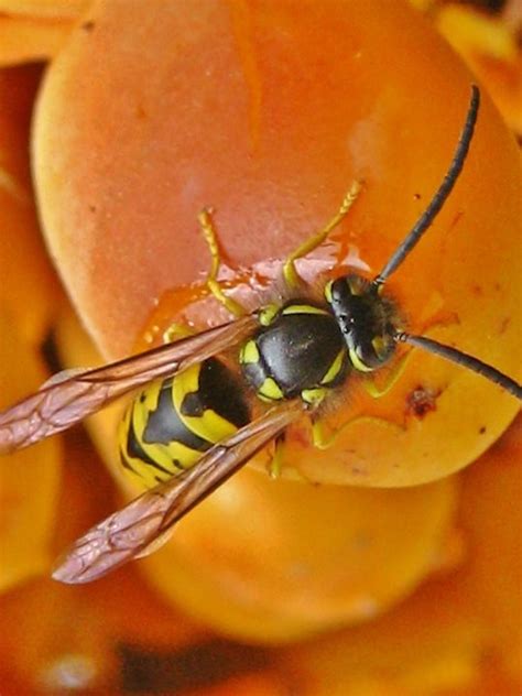 Biodiversity Of Cyprus By Ngo Protection Of The Natural Heritage And