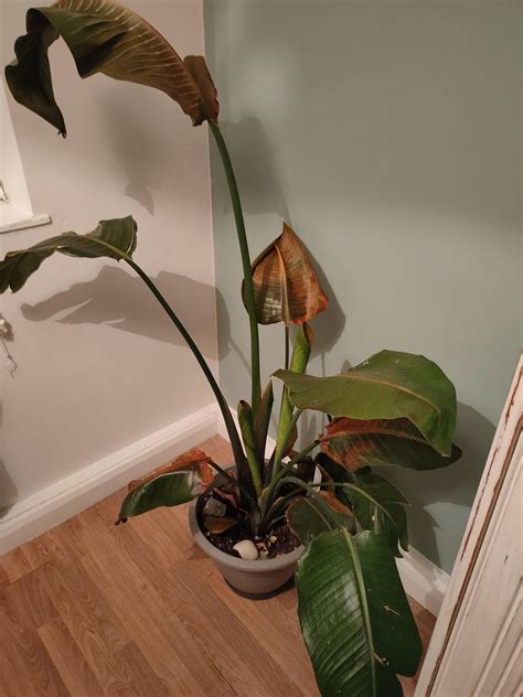 Dead Rhouseplants