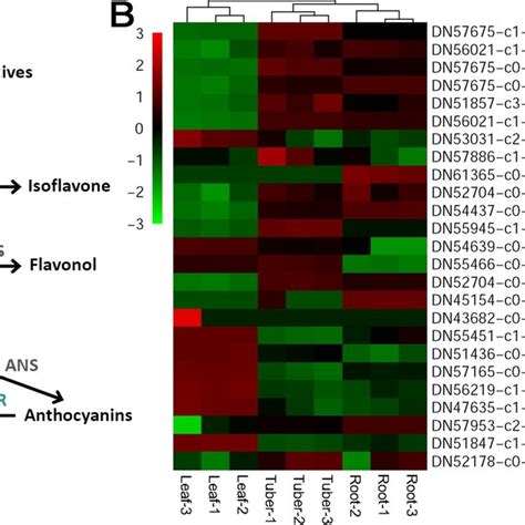 Organ Specific Analysis Of The Levels Of The Enzyme Coding Genes And