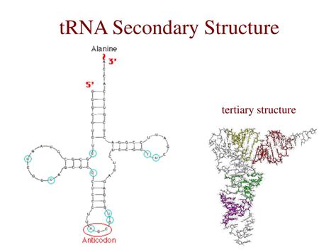Ppt Stochastic Context Free Grammars For Rna Modeling Powerpoint