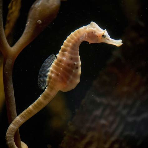 Sea Life Sydney Aquariums Instagram Photo “did You Know The Long