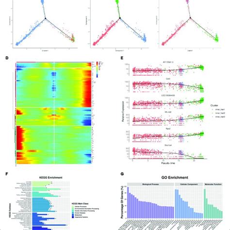 Pseudotime Trajectory Of The Inner Hair Cell A C Monocle Analyses