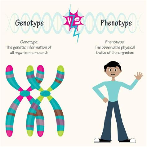 Genotype Versus Phenotype In 2025 Easy Drawings Genetic Information