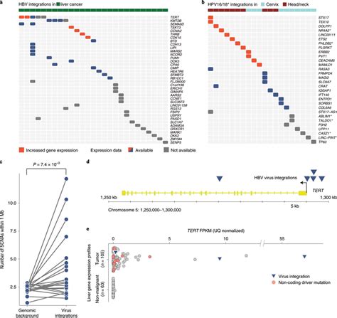 The Effect Of Virus Integration A Integration Sites Detected In Gene