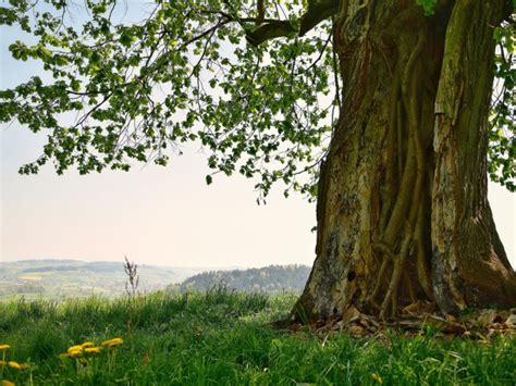 Der Habitatbaum Eine Schatzkammer Für Tiere Und Pflanzen ökoleo