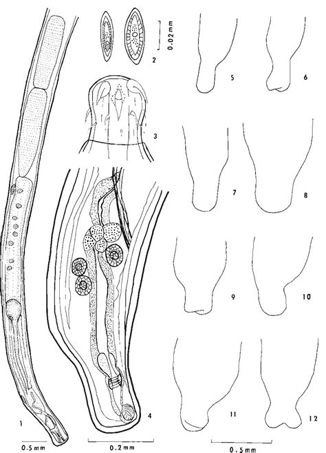 Figure 1 12 From Digenetic Trematodes Of Amphibians And Reptiles From