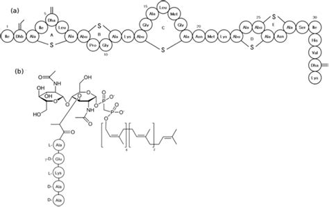 Structure Of Wild Type Nisin Showing The Lanthionine Ring A The