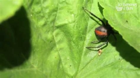 Australias Most Dangerous Spider On My Plate Youtube