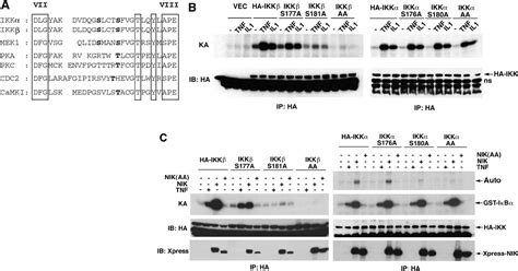 Positive And Negative Regulation Of Iκb Kinase Activity Through Ikkβ