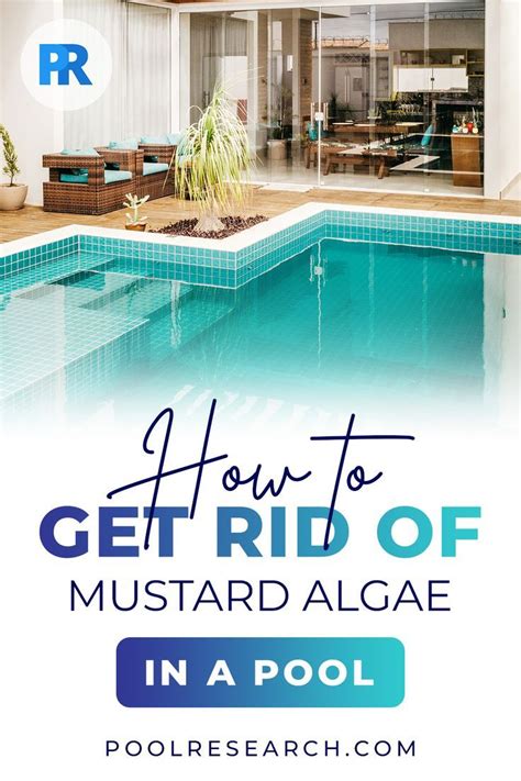 How To Prevent Mustard Algae In Pool At Kai Chuter Blog