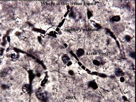 Microglial Cells Lab Practical 2 Diagram Quizlet