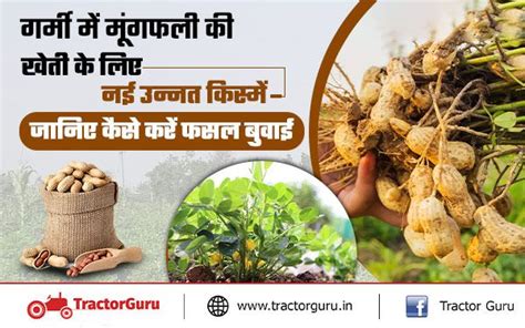 किसान ग्रीष्मकालीन मूंगफली की इन नई उन्नत किस्मो से करें खेती मिलेगी