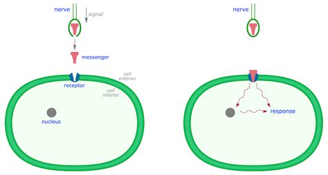 Tyrosine Kinase Receptor Animation