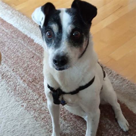 Kleiner Schatz Paco Run Free Kleiner Mann Salva Hundehilfe Ev