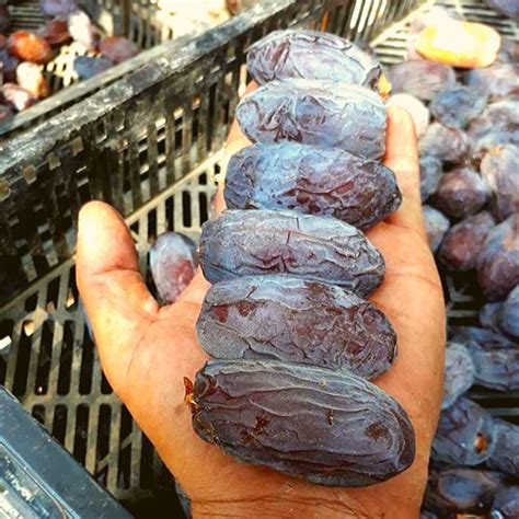 🔥kurma Raksasa Asli Palestina🔥 Awalnya Gak Terlalu Suka Sama Kurma