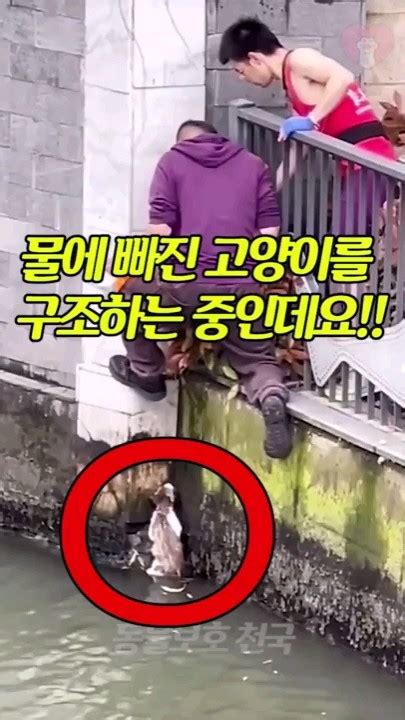 물에 빠진 고양이를 구출하려고 하지만 사람이 무서운지 혼자서 발버둥만 치는데요😺🐾 Youtube