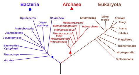 11 Diversity Of Life Introduction Biology Libretexts